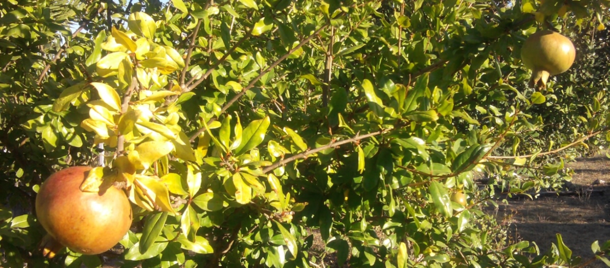 No Canto do Jardim: Romanzeira