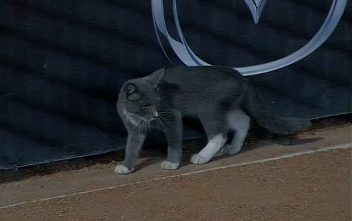 Cat walks onto field at Rangers game (Video) ~ Holdout Sports