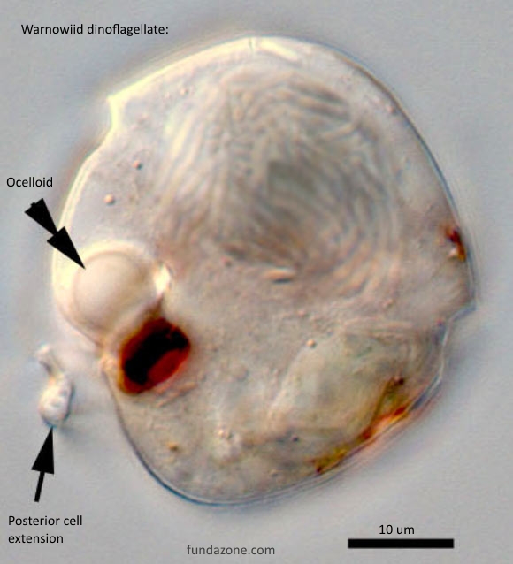 Ideaz : Unicellular Eye found in a Dinoflagellate Warnowiid - iCell