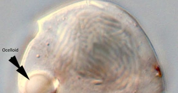 Ideaz : Unicellular Eye found in a Dinoflagellate Warnowiid - iCell