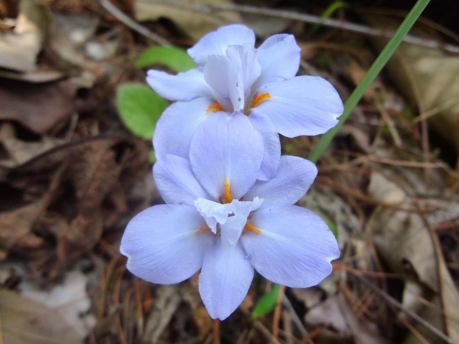 World of Irises: August 2013