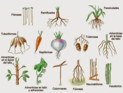 Partes de la planta: La raíz