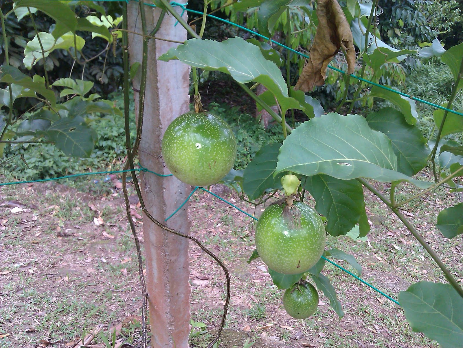 Mini Fruit Farm@PeterTean.com: My Farm 3 @Passion fruit/Markisa