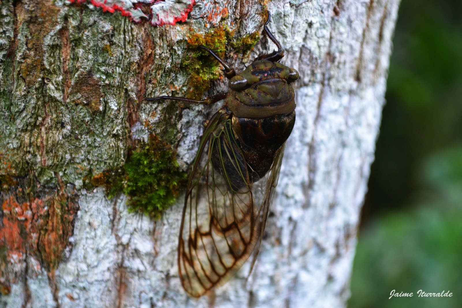 El Rincón de fotos de Panamá : Insecto