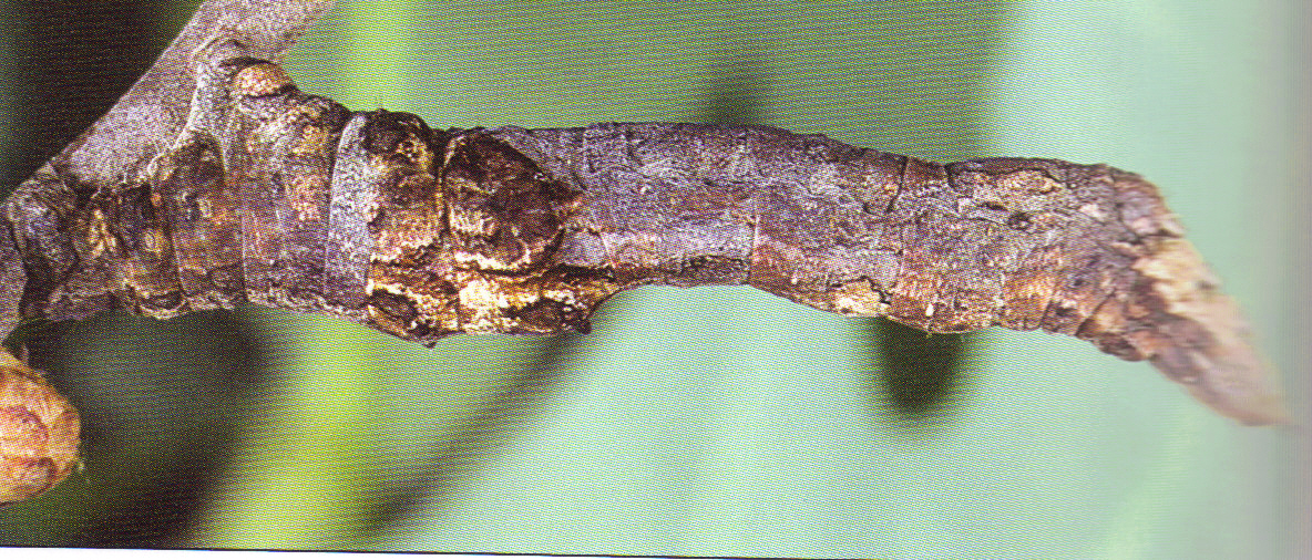 Epizootic: Why Are Insects Deceptive?