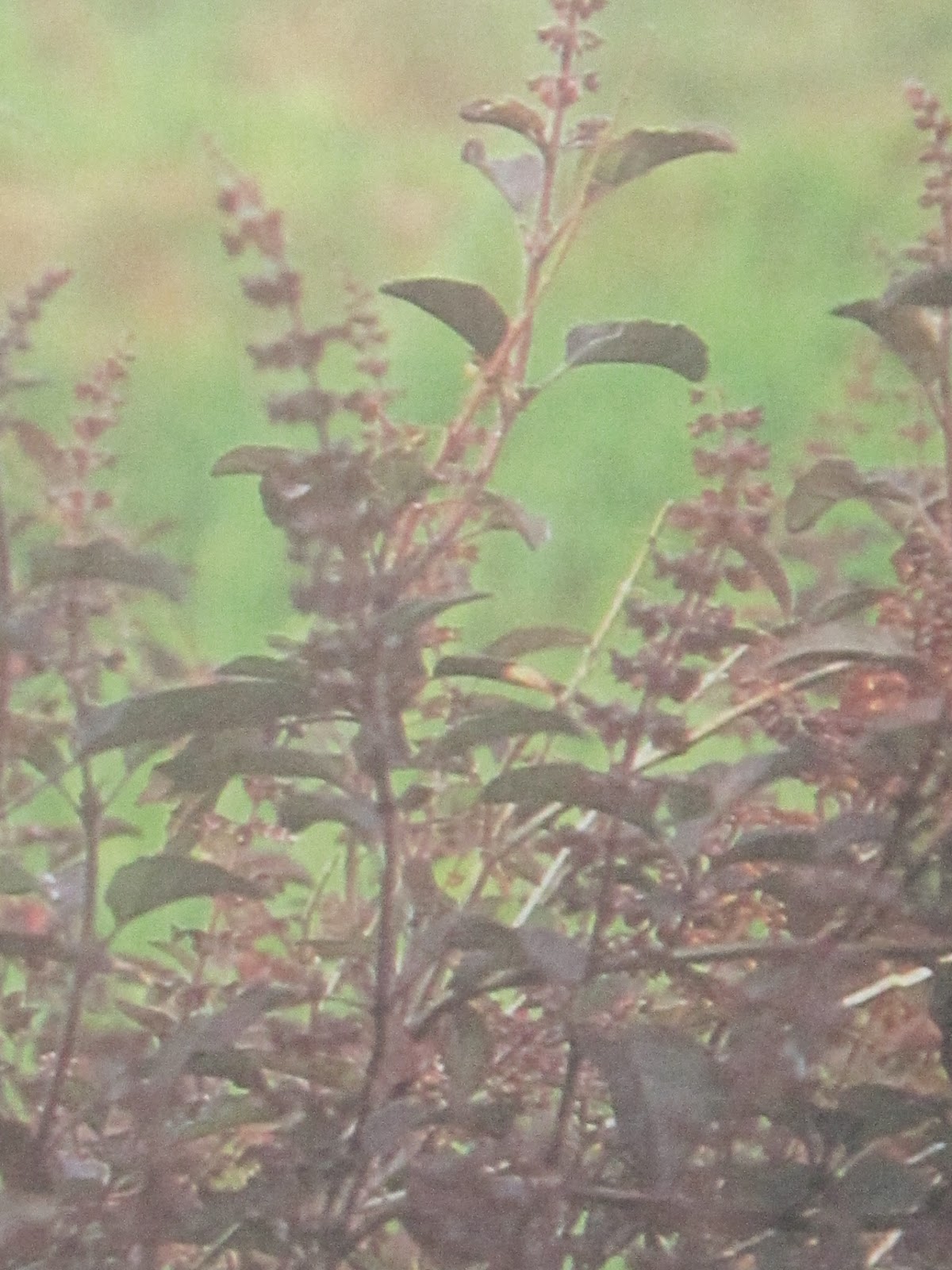 herbal leaves, herbal medicine plants and treatments: Sweet Basil, Balanoy