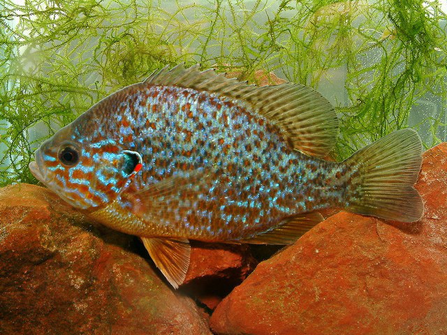 A Pesca do Jorge Santos: Perca- Sol