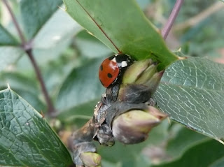 ...COQUELICOTS, COQUILLAGES...et BELLES PAGES !: Les coccinelles posent ...