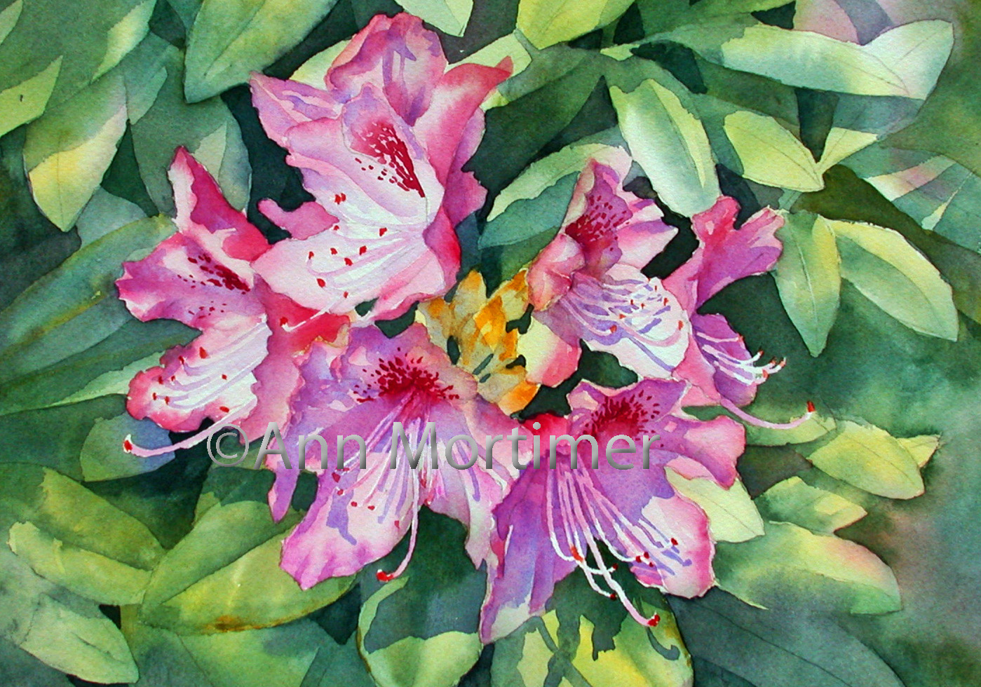 Ann's Watercolour Studio: Rhododendrons