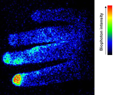 La luce della vita: i biofotoni - Elapsus