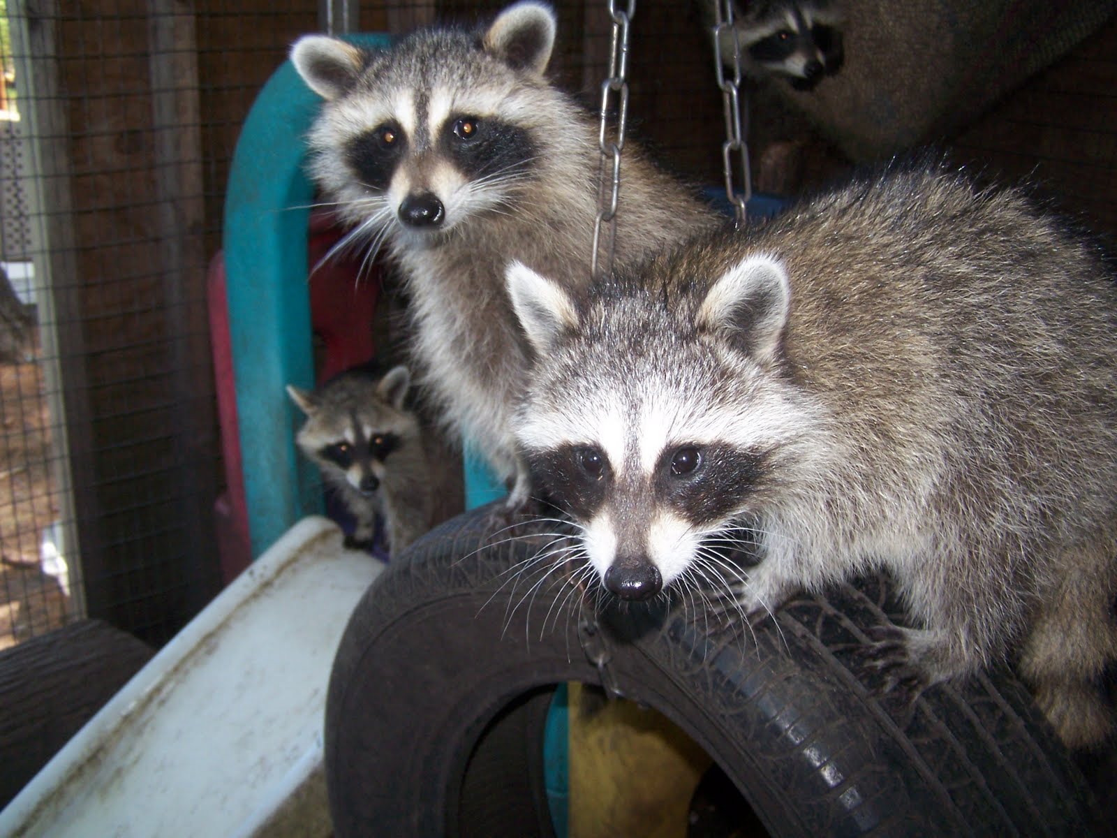 The Laughing Raccoon: Some of what we've been missing.