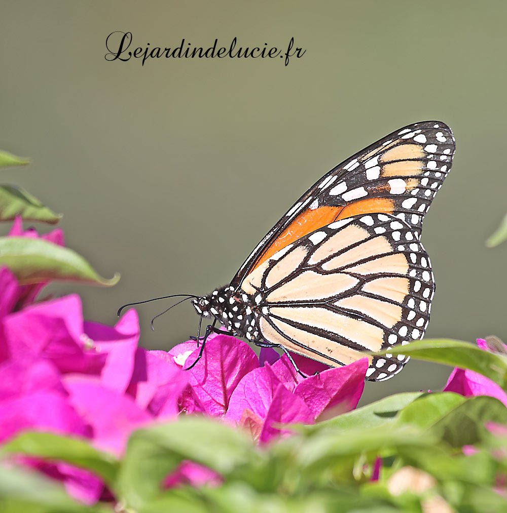 Danaus plexippus : papillon, chenille, chrysalide, en Australie.