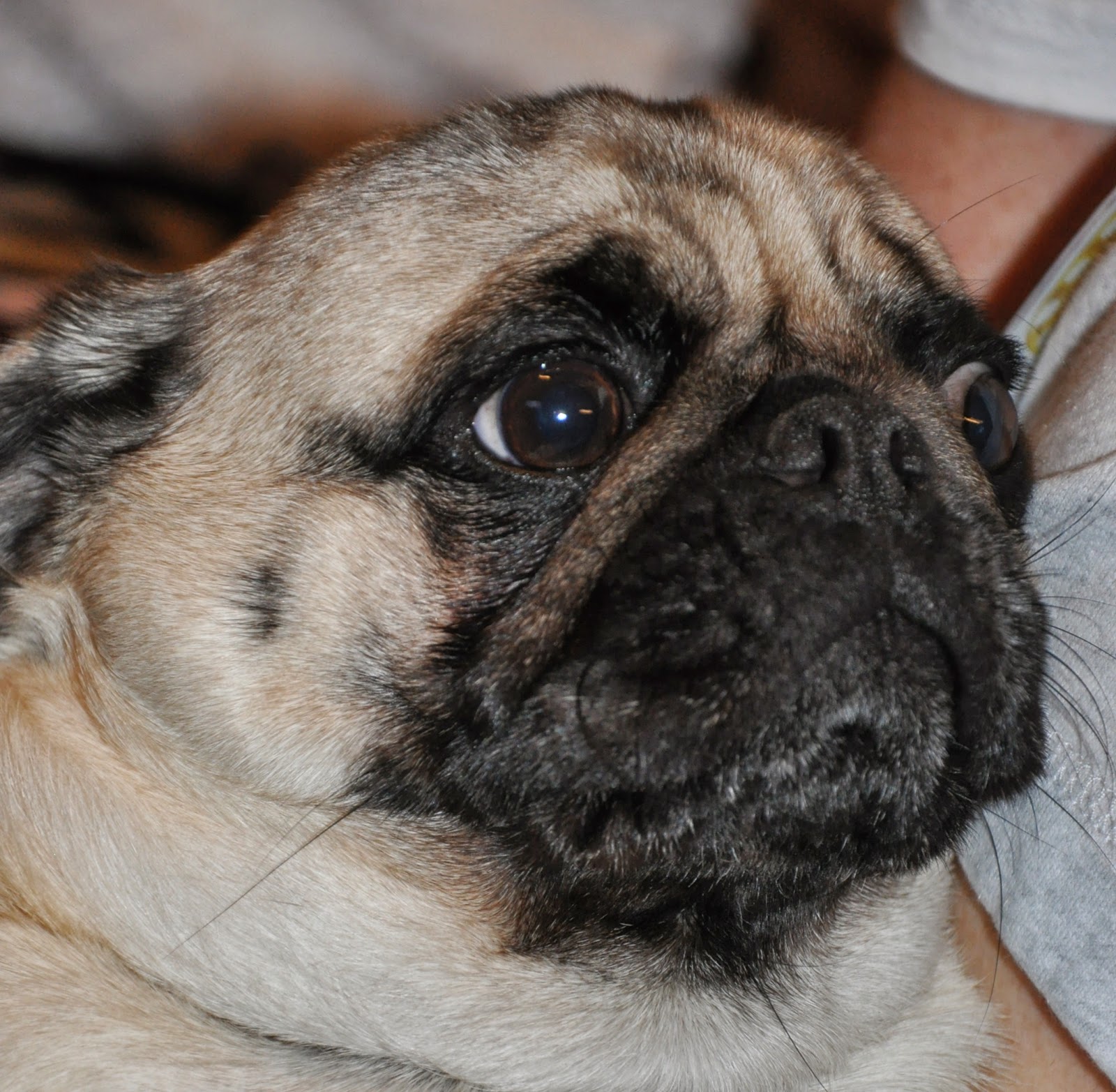 The Dishy Decorator: The Many Faces of Pudge