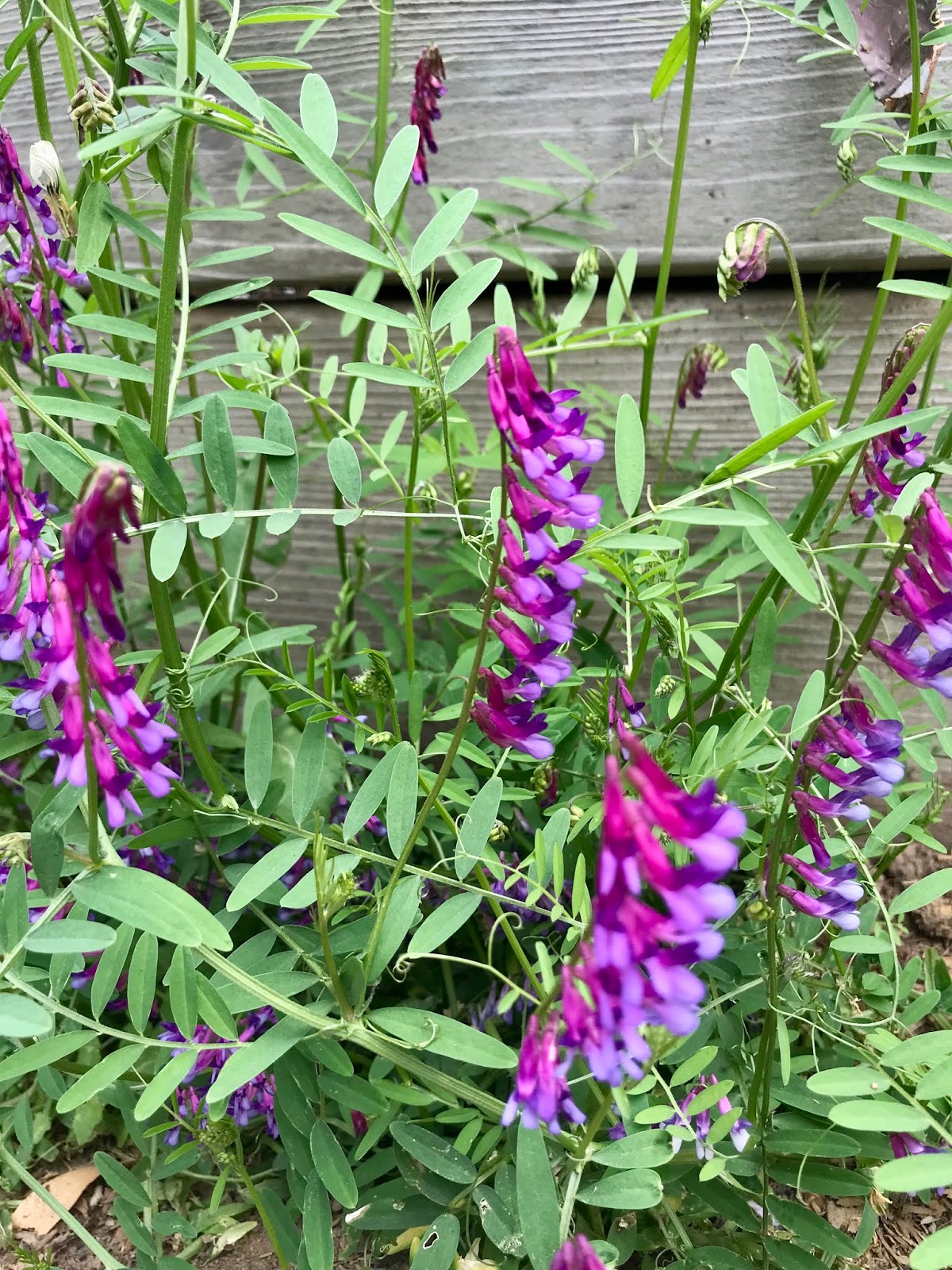 On Discovering A Garden: Gopher Resistant Plants