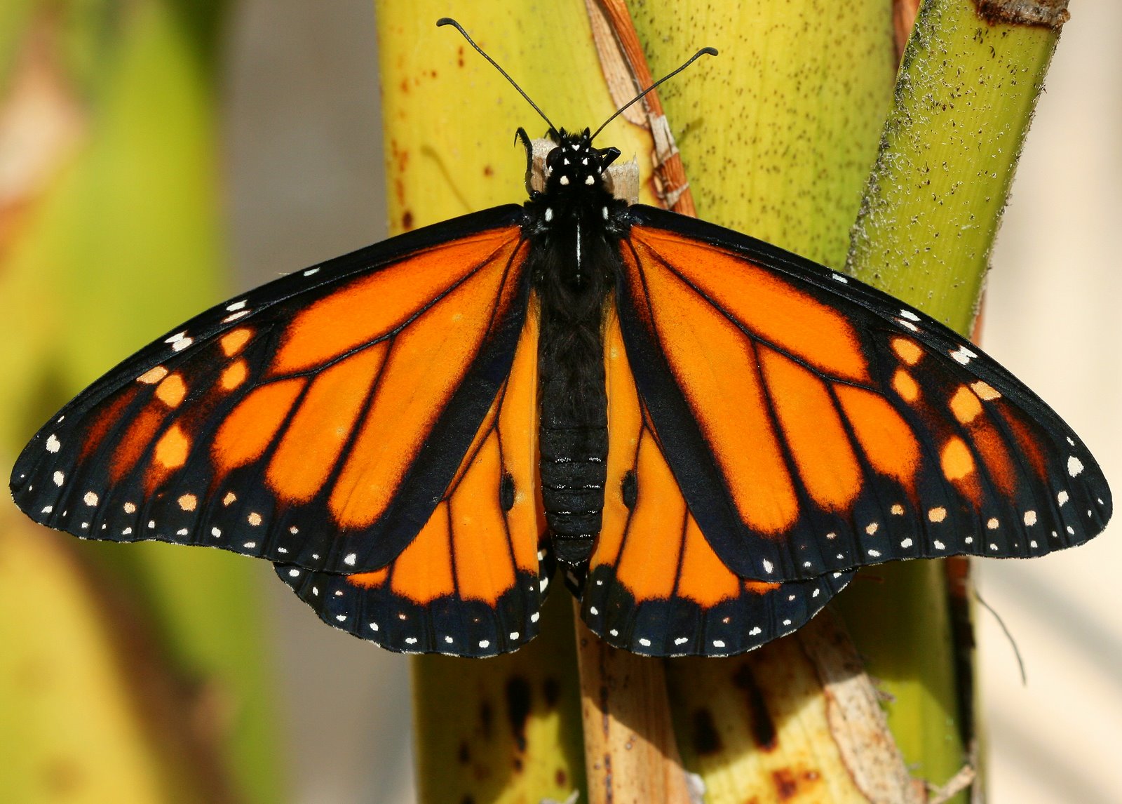 Mission Gorge, Nature, San Diego, CA: Monarch (male) Butterfly