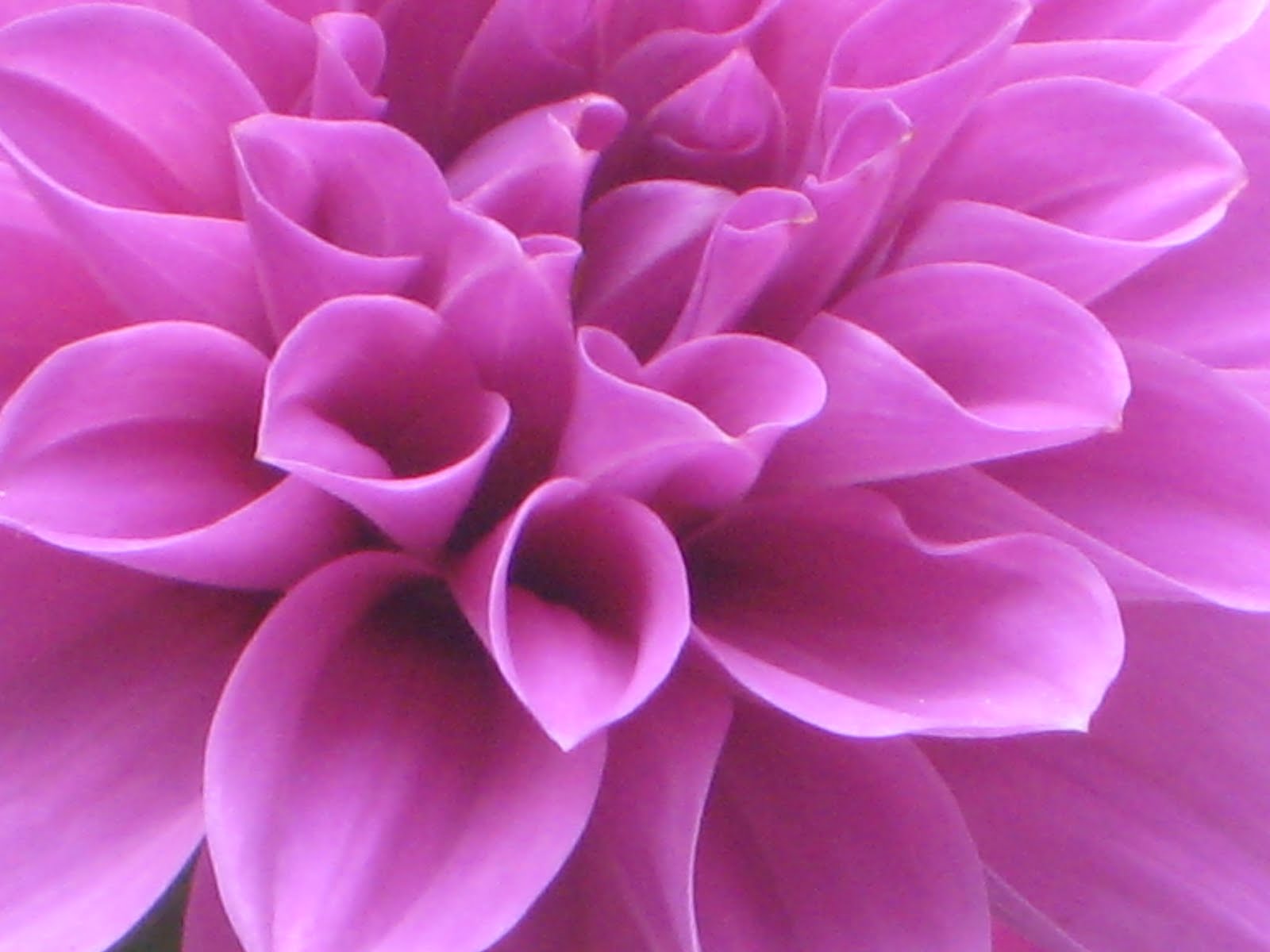 Simply Beautiful Now: Beautiful Flowers