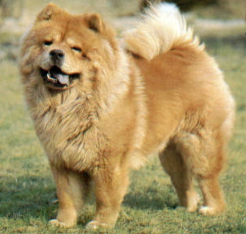 Perro chow chow - Imagui
