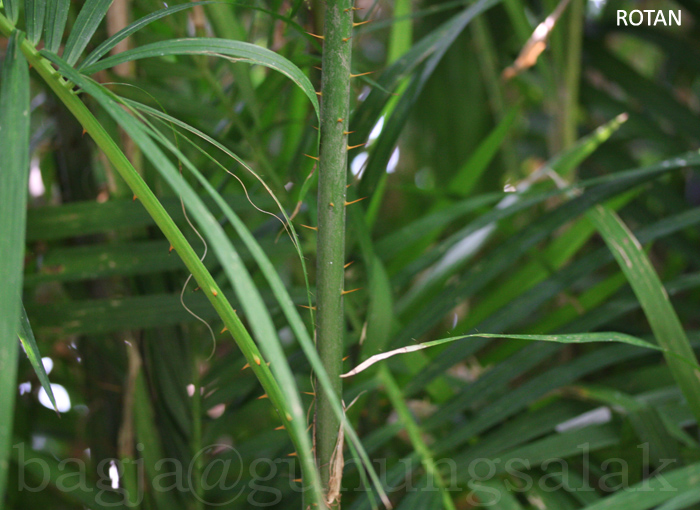 TIPS MENANAM ROTAN DAN PELUANG BUDIDAYA ROTAN | Tips Petani