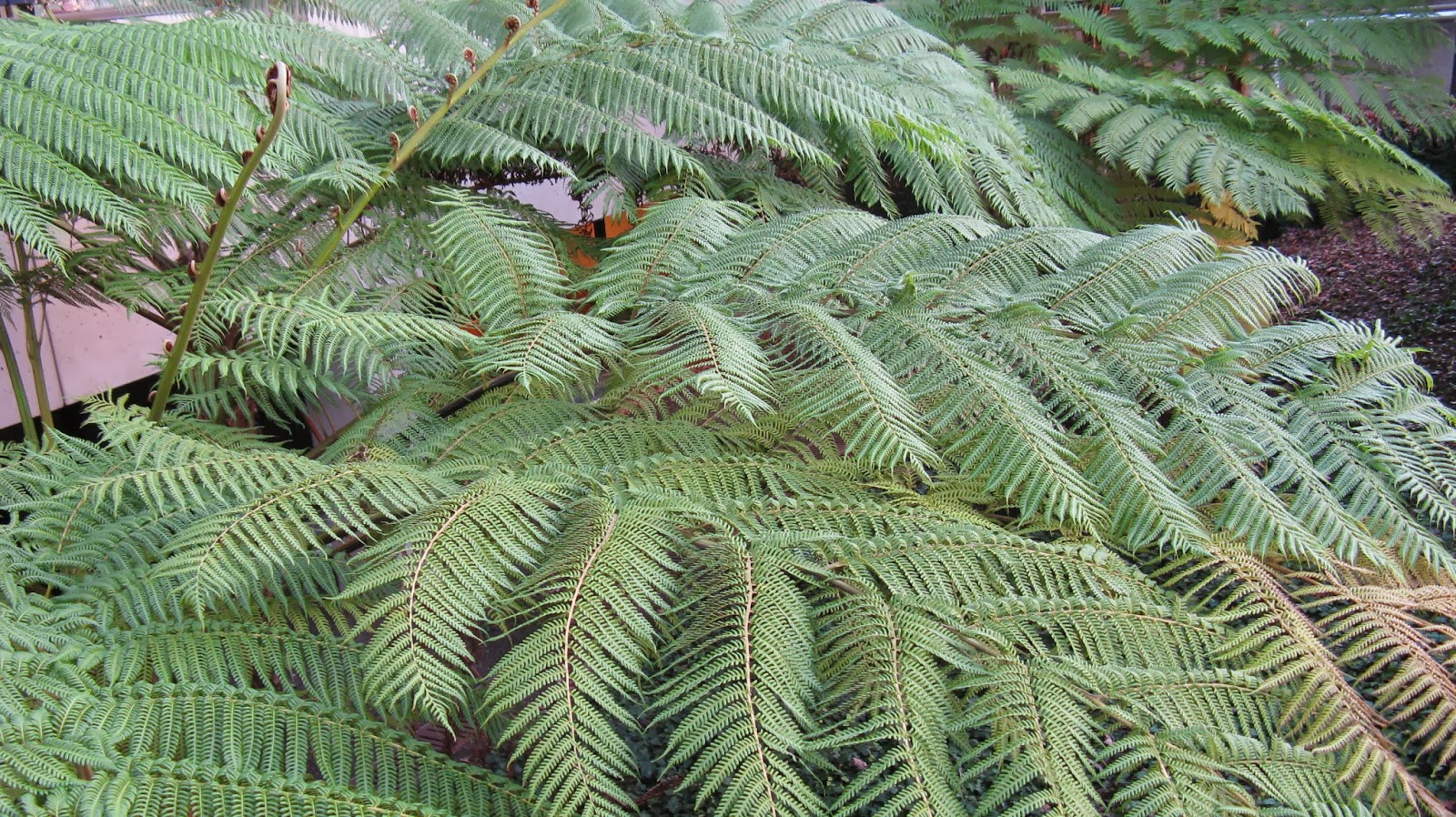 Trees of Santa Cruz County: Cyathea cooperi - Australian Tree Fern