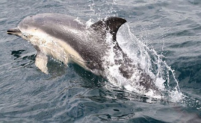 The animal zone: South American dolphin is the first 'true mammal' to ...