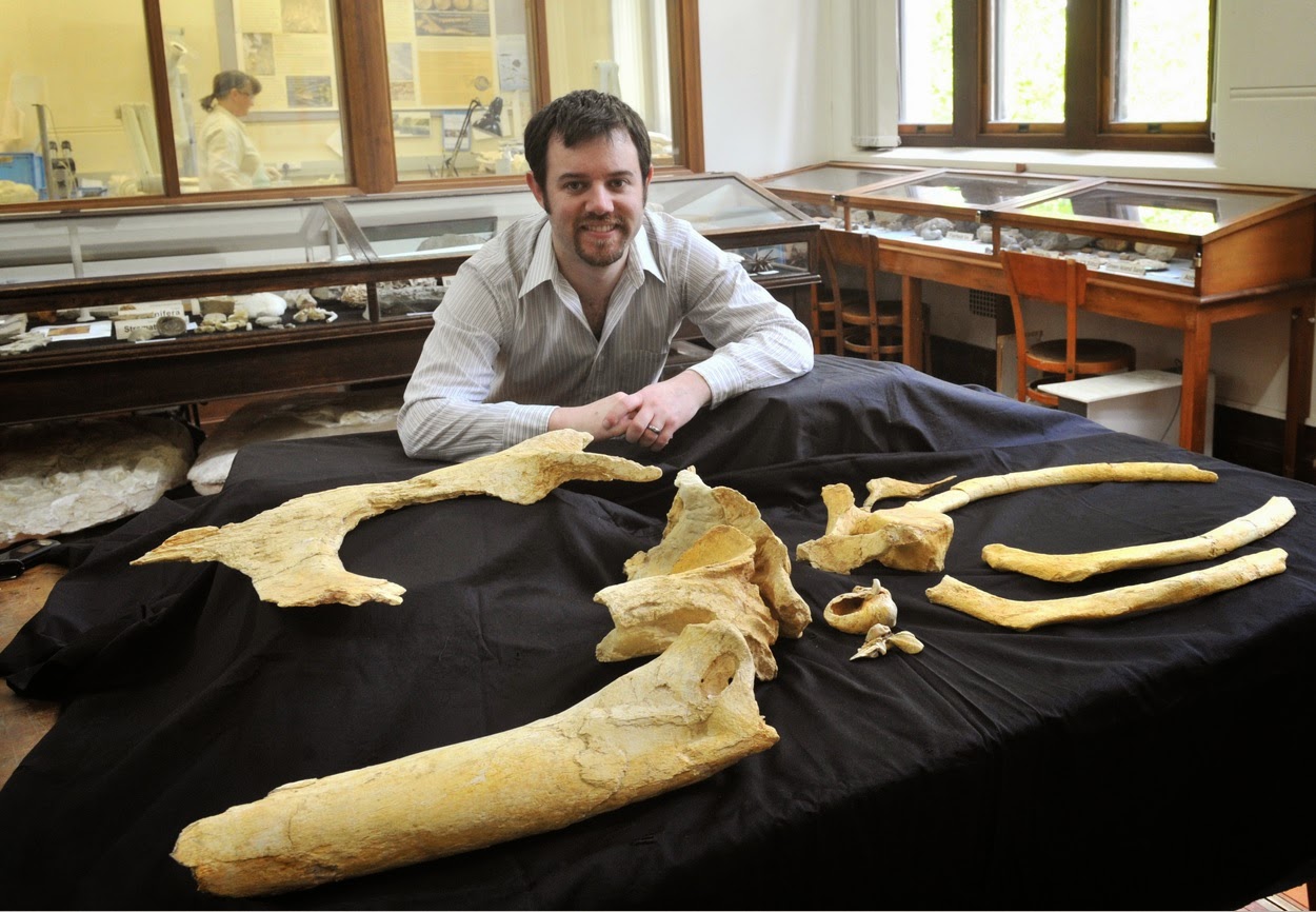 The Coastal Paleontologist: New publications: new eomysticetid ...