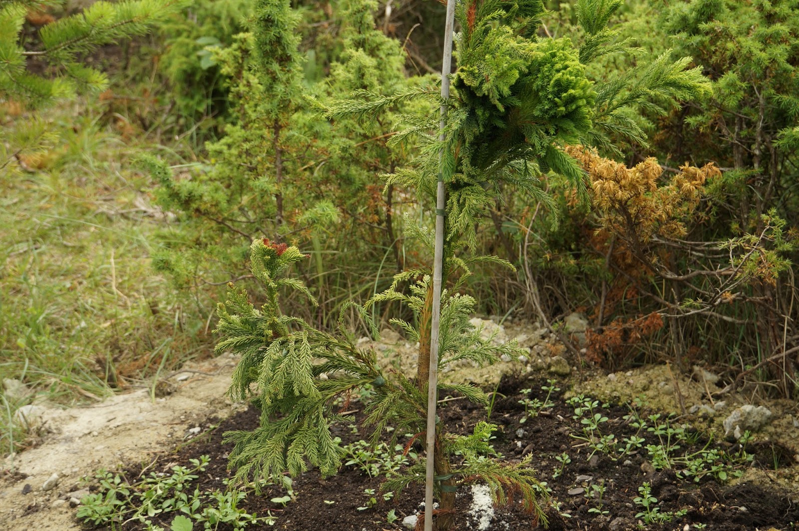 Saaremaa taimed/ puud