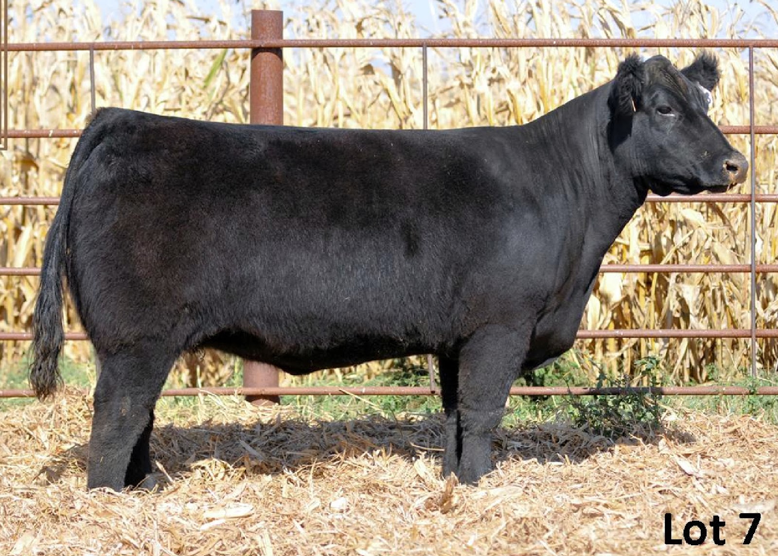 Executive Sires, Inc.: The $30,000 Top Selling Bred Female at Danner ...