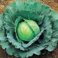 Indonesian Herbs Information Centre: Cabbage (Kubis)