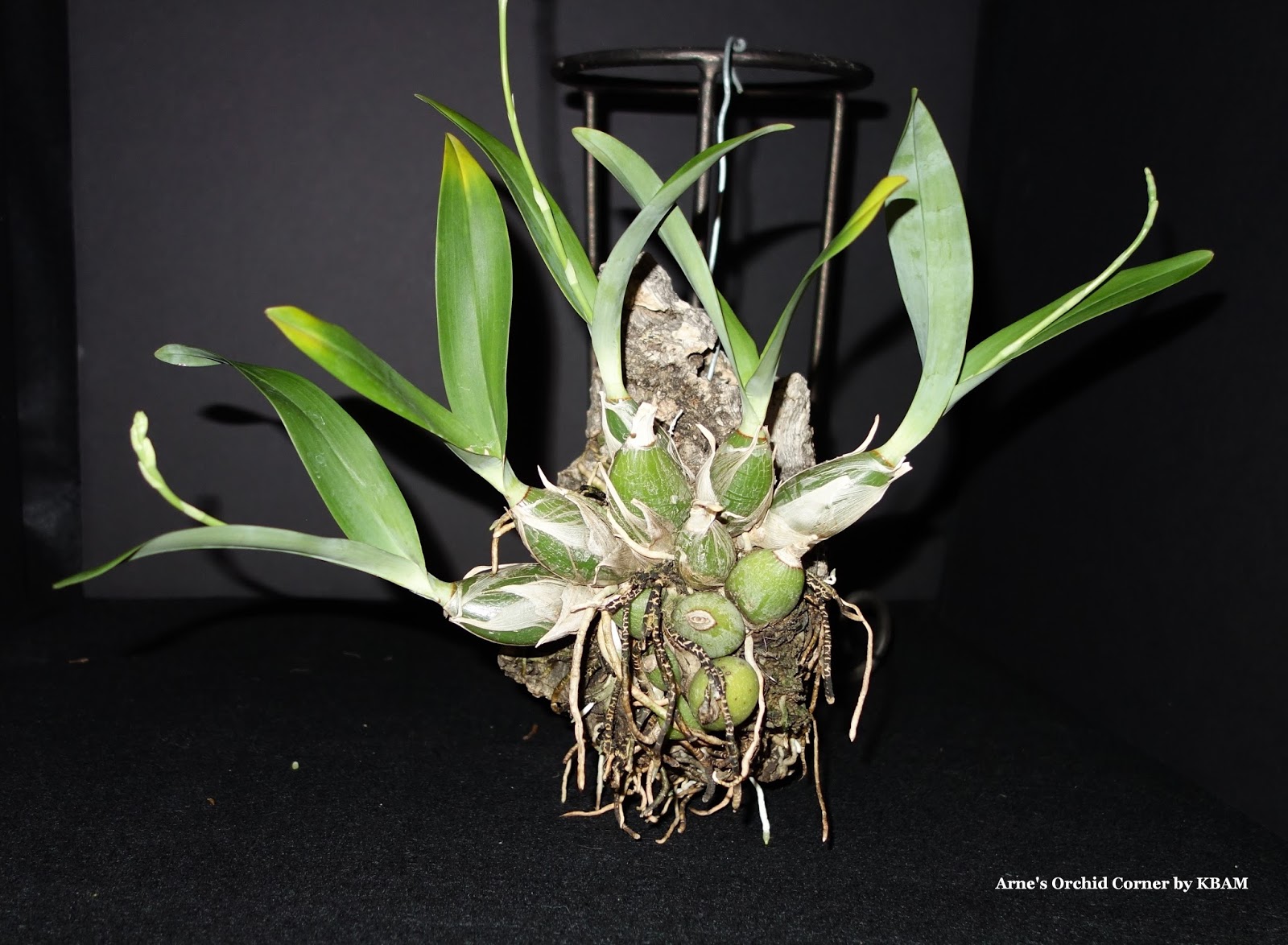 Arne's Orchid Corner: Orchid of the day: Prosthechea mariae, formerly ...