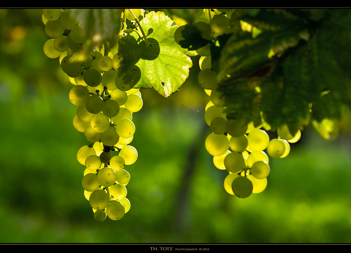 Th.Totz-Photography: Weintrauben fotografieren