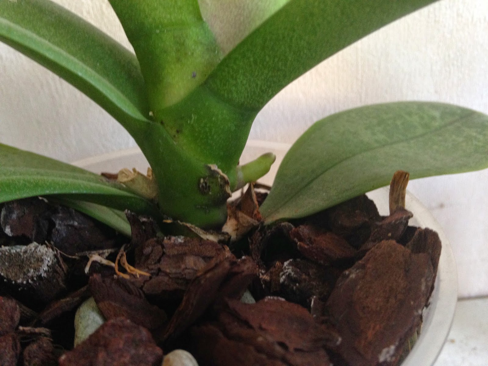 SOS Orchidées: Une nouvelle hampe...