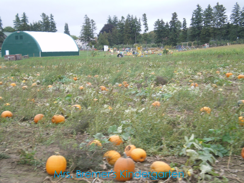Pumpkin Activities | Mrs. Bremer's Class