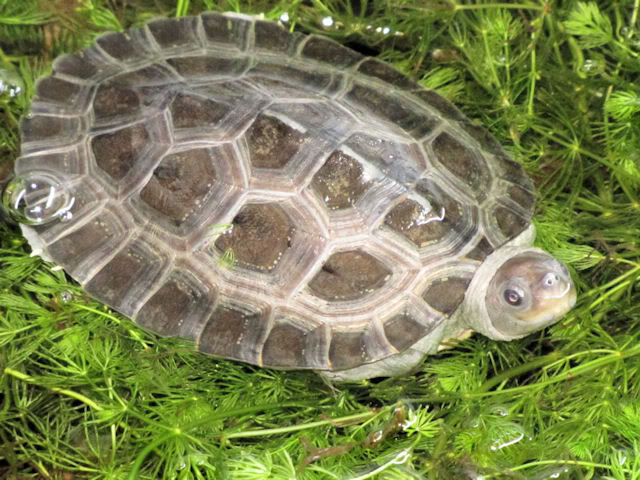 Painted Batagur - Wild Life Planet