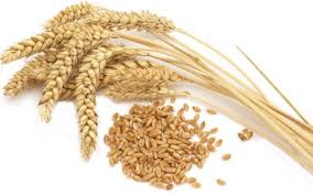 GANDUM - Jenis Gandum, Kandungan Gizi Gandum serta Manfaat dan ...