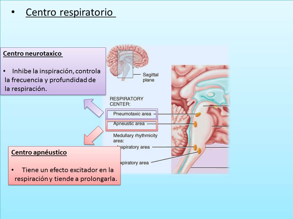 Descubriendo el universo de la fisiología... : Control de la respiración