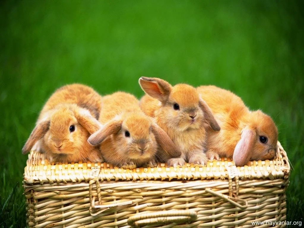 Tavşan Resimleri 2014 - Tavşanlar foto - Yavru Tavşan Resimleri