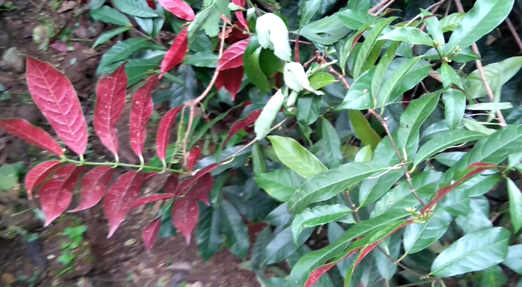 Manfaat dan Khasiat Tanaman Sambang Darah (Excoecaria Cochinchinensis ...