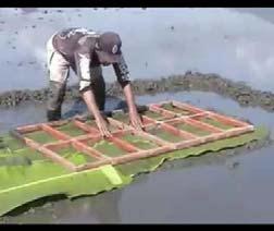 Oyie Penyuluh Pertanian: PERSEMAIAN PADI SAWAH