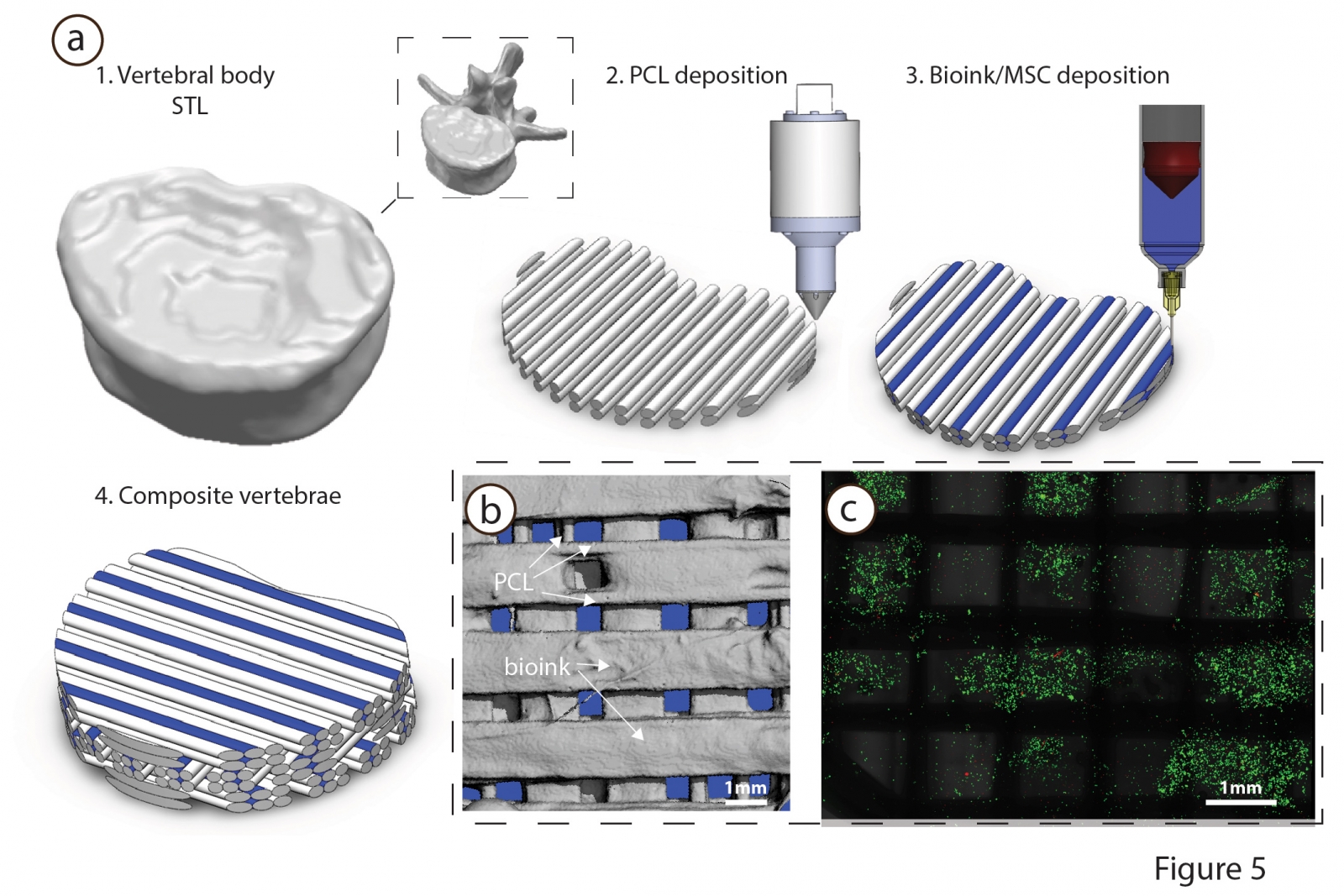 Biomedical Engineering: Three Dimensional Bone Printing