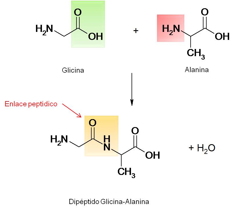 Mi biología: BIOELEMENTOS