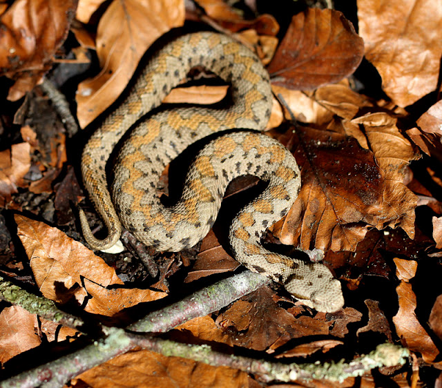 genusvipera: Montivipera raddei