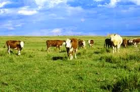 Compartir es una forma de Aprender: Fauna y flora en la PRADERA y los ...