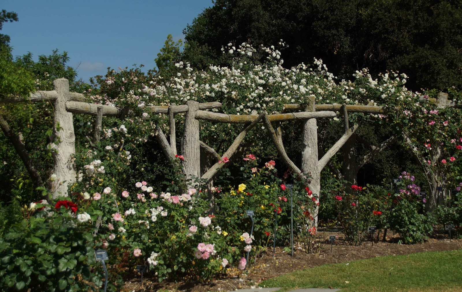 Rose 'Tropical Lightning'