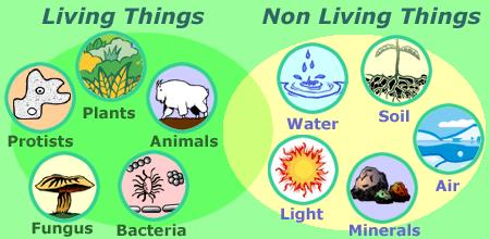 1º de Primaria: Natural Science: living things 1
