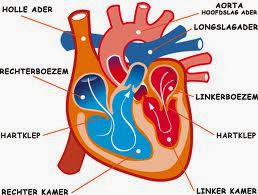 Met onderdrukte TSH grotere kans hart- en vaatziekten