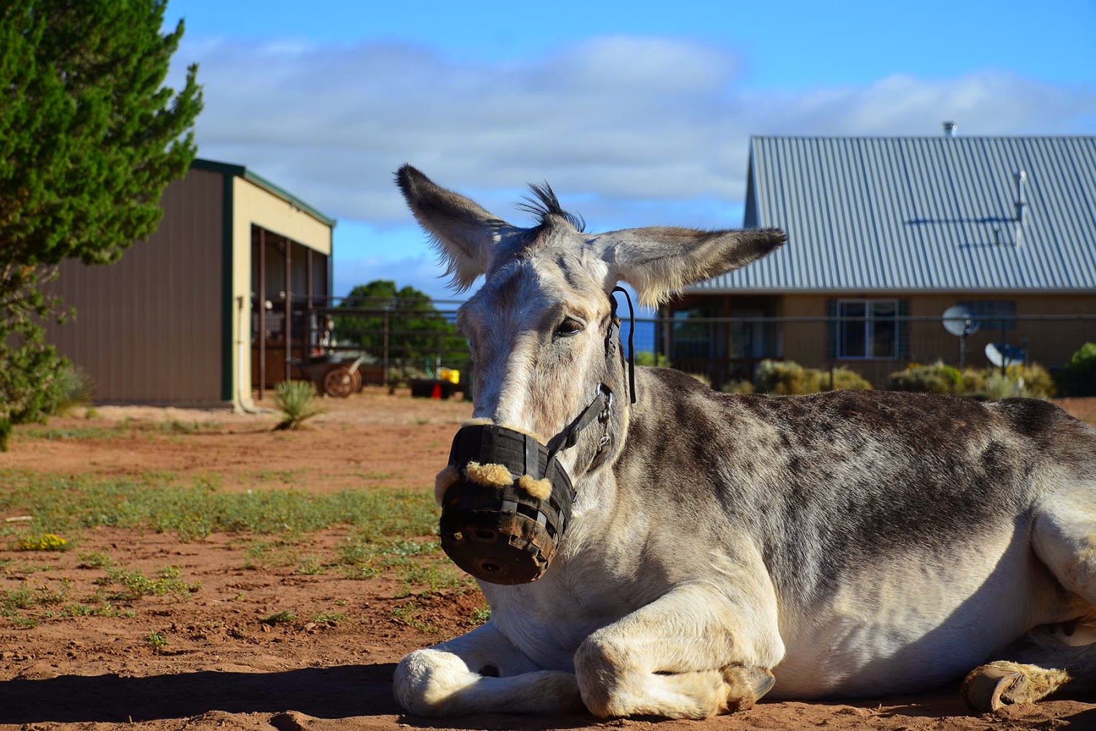 The 7MSN Ranch: Saturday encore ~ Communication is key