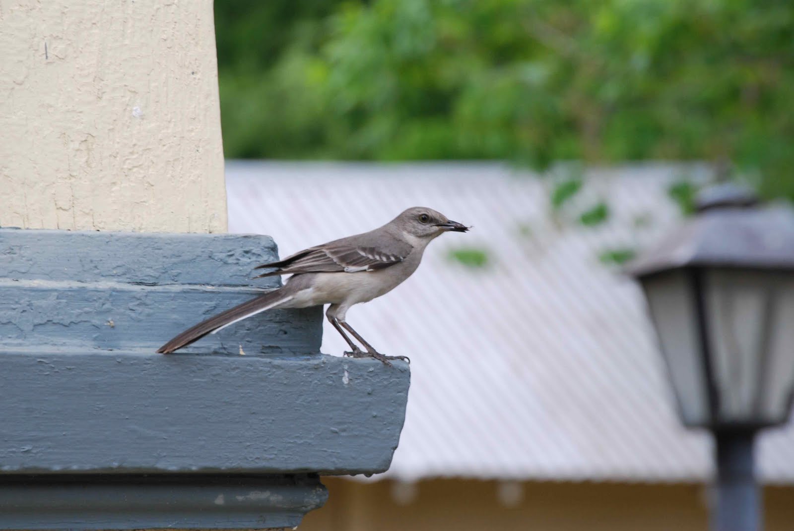 Wild About Texas: More Baby Birds...Meet the Mockingbird Baby
