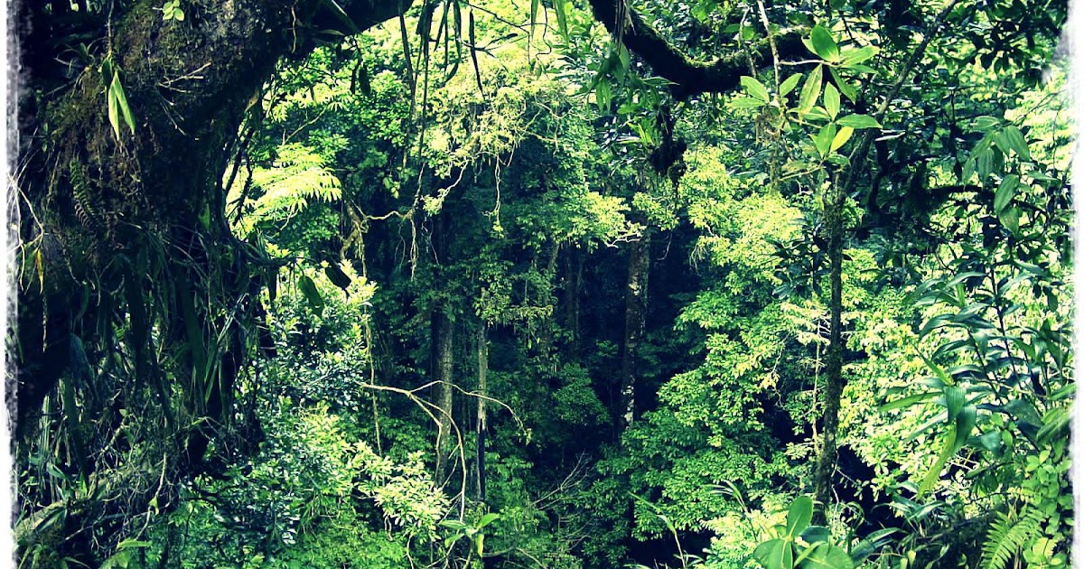 Apa Itu Ekosistem Hutan?