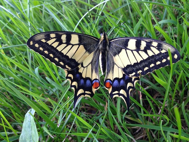The Swallowtail Butterfly is very rare in the UK |The Green Bard