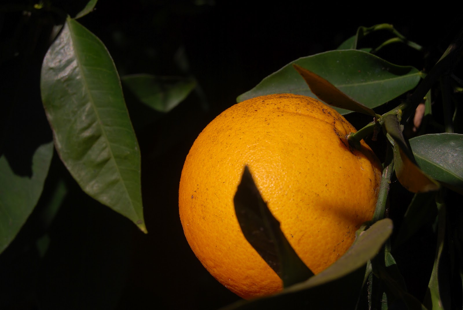 The Suburban Country Girl's Farm